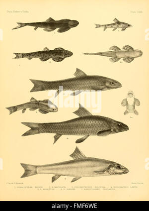 Plate X of *The Fishes of India* showcases various fish species found ...