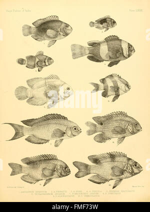This plate from 'The Fishes of India' features detailed illustrations ...