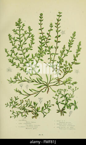 This plate illustrates the diverse flowering plants and ferns native to ...