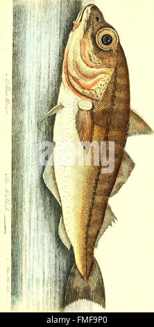 *The History of Esculent Fish* (1794) provides an early exploration of ...