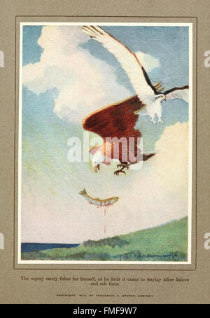 This work explores the connections between humans and birds, including ...