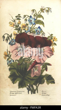 'The Illustrated Botany' is a comprehensive guide to plant species ...