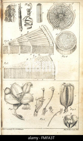 'The Illustrated Botany' is a botanical reference work featuring ...