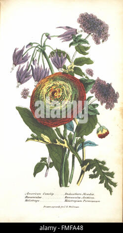 'The Illustrated Botany' is a comprehensive botanical reference ...