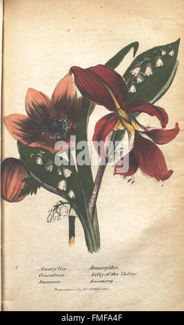 This botanical reference provides illustrations and descriptions of ...