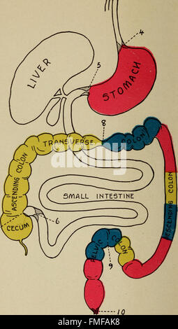 This work humorously describes the journey of a breakfast as it travels ...