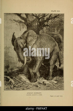 Plate I from 'The Ivory King' showcases detailed depictions of ivory ...