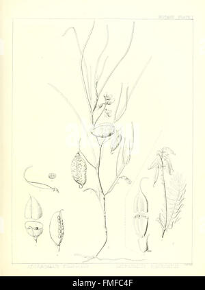 The natural history of Washington territory (Botany-Plate III Stock ...