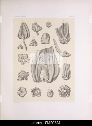Plate X from 'The North American Crinoidea camerata' presents detailed ...
