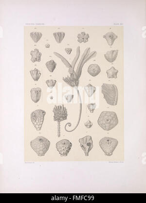 'The North American Crinoidea Camerata' (Plate LV) depicts the ...