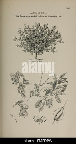 A detailed catalog of British trees and shrubs, featuring descriptions ...