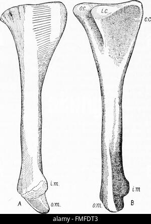 *The Osteology of the Trachodont Dinosaur Kritosaurus Incurvimanus ...