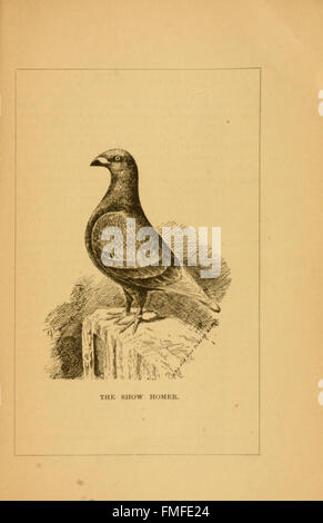 Page 8 of 'The Pigeon Standard' provides a guide to the classification ...