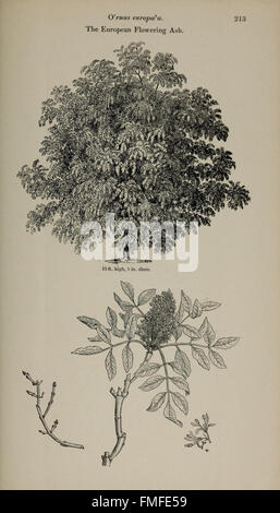 Arboretum et Fruticetum Britannicum (Plate 166) is a detailed botanical ...