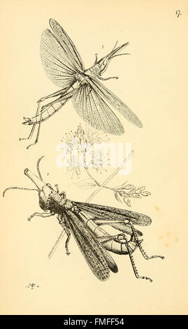 'Arcana Entomologica' presents illustrations of rare and newly ...