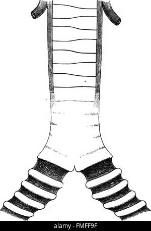 The structure and classification of birds (1898 Stock Photo - Alamy