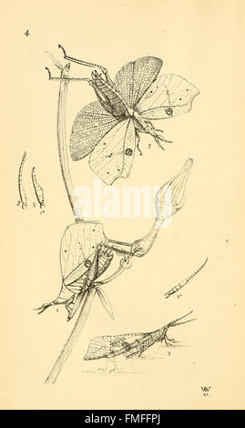 'Arcana Entomologica' illustrates rare and newly discovered insects ...