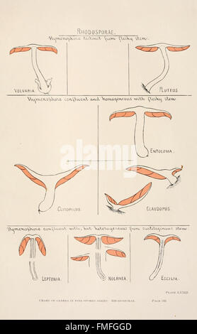 This plate features various species of toadstools, mushrooms, and fungi ...