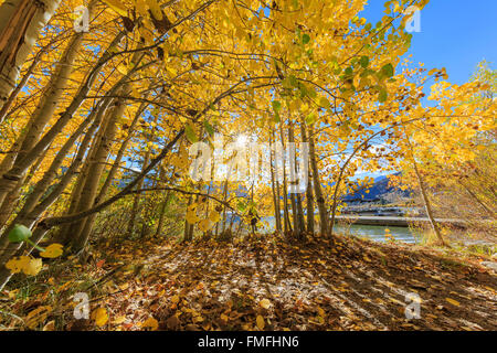 Beautiful fall color at Gull Lake in June Lake Loop, California Stock ...