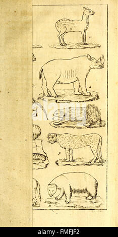 This work provides an introduction to zoology, offering foundational ...