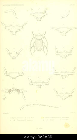 The 'Archives Entomologiques' features rare and newly discovered insect ...
