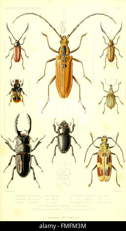 The 'Archives Entomologiques' features rare and newly discovered insect ...