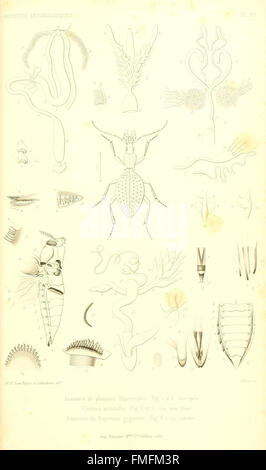 The 'Archives Entomologiques' features rare and newly discovered insect ...