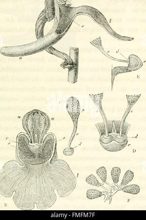 This work discusses the mechanisms of insect pollination in British and ...