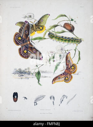 Australian lepidoptera and their transformations, drawn from the life ...
