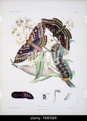 Plate 6 from 'Australian Lepidoptera and Their Transformations ...