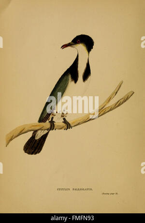 *Austral Avian Record* is a periodical documenting the bird species of ...
