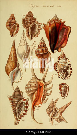 The First Edition of 'A Conchological Manual' provides a comprehensive ...