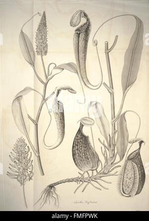 This work provides a detailed description of the genus *Pinus ...