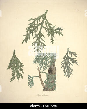 *A Description of the Genus Pinus* (Tab. X) provides a comprehensive ...