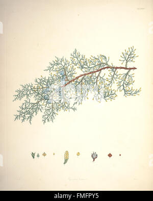 Tab. 1 from *A Description of the Genus Pinus* provides detailed ...