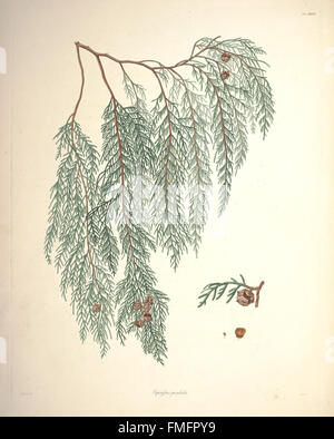 An illustration from 'A Description of the Genus Pinus', showcasing ...