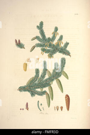 The description of the genus Pinus focuses on the diverse species of ...