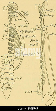 A comprehensive reference dictionary of bird species, highlighting ...