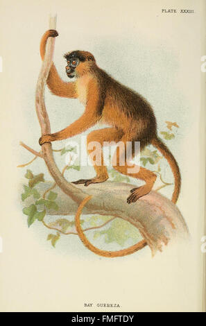 This plate from 'A Hand-Book to the Primates' features detailed ...