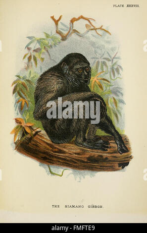 This plate from 'A Hand-book to the Primates' features illustrations of ...