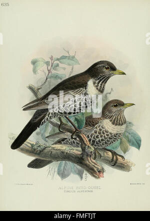 'The Birds of Europe' is a historical work documenting the various bird ...