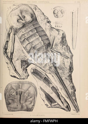 This plate features detailed illustrations of fossil specimens ...