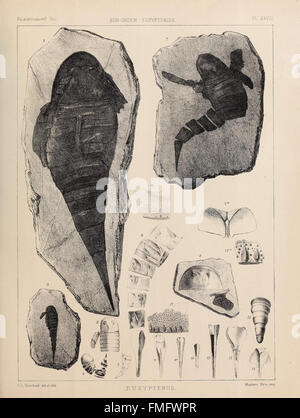 This plate from 'A Monograph of the British Fossil Crustacea' provides ...