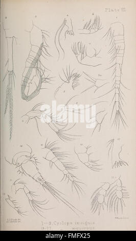 A Monograph of the Free and Semi-Parasitic Copepoda of the British ...