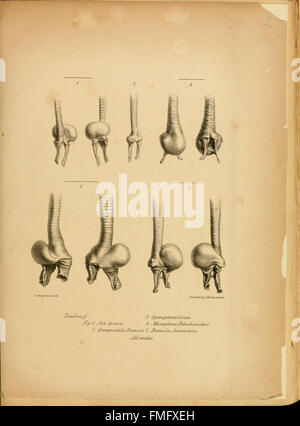 *A Monograph on the Anatidae* provides a comprehensive study of the ...