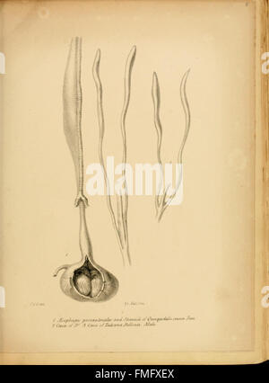 This monograph focuses on the Anatidae family, providing a detailed ...