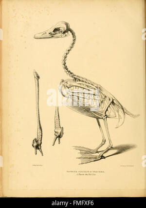 This monograph on the Anatidae family, commonly known as the duck tribe ...