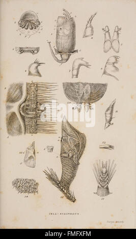 An in-depth study of the sub-class Cirripedia, focusing on barnacles ...