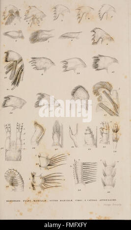 ‘A Monograph on the Sub-class Cirripedia’ focuses on the detailed ...