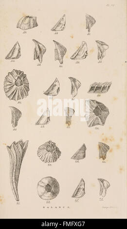 This monograph on the sub-class Cirripedia provides a detailed study of ...